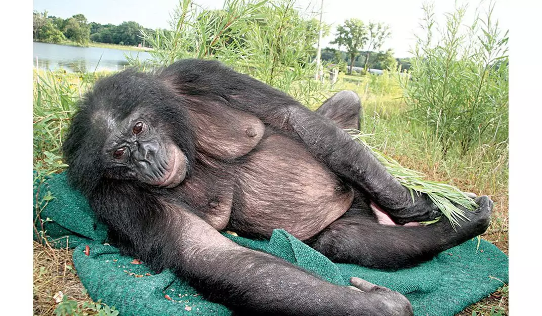 O le a se mea e mafai ona aoao mai e Bonobos ia i tatou e uiga i le natura o le gagana? 26570_15