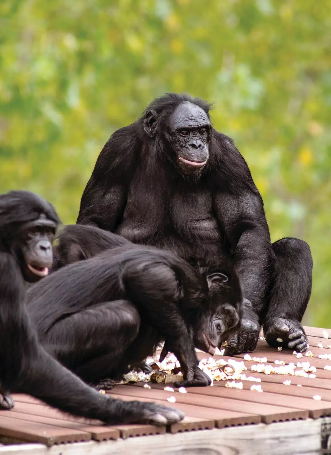 Bonobos n'èzí Ọdịdị