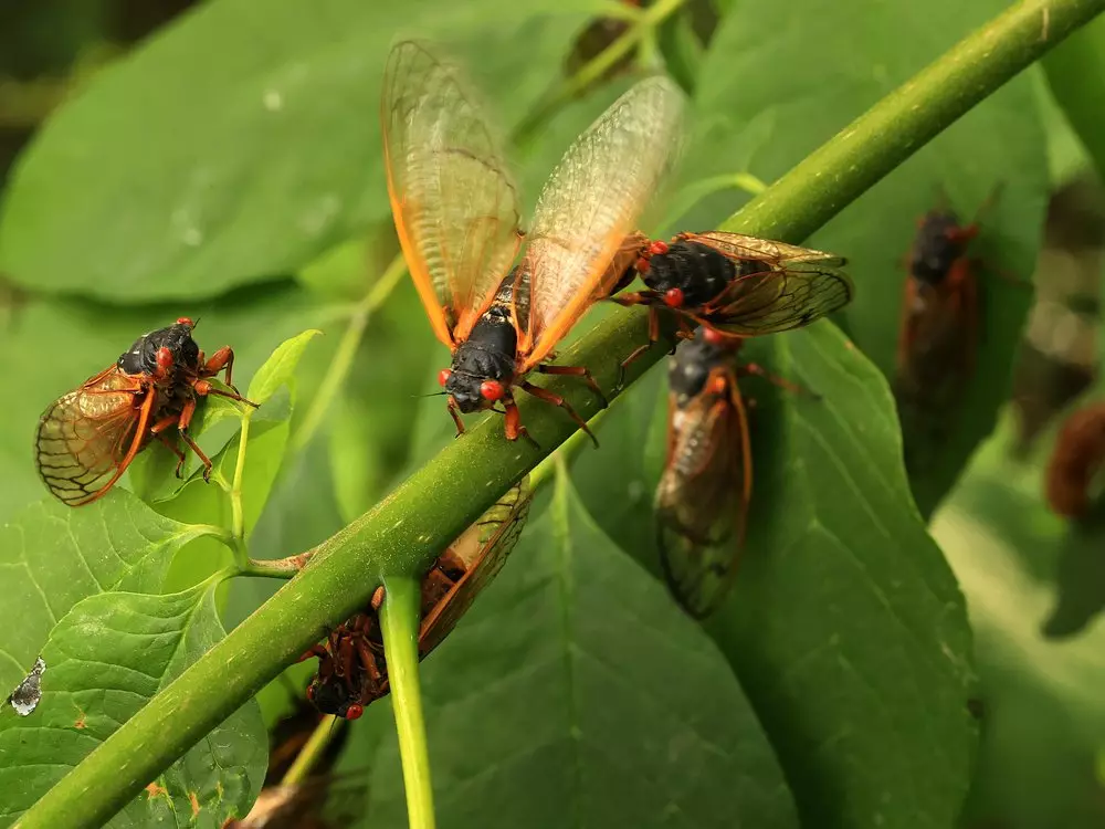 Banyak jangkrik berkala duduk di atas daun hijau. Satu telah terangkat sayapnya.