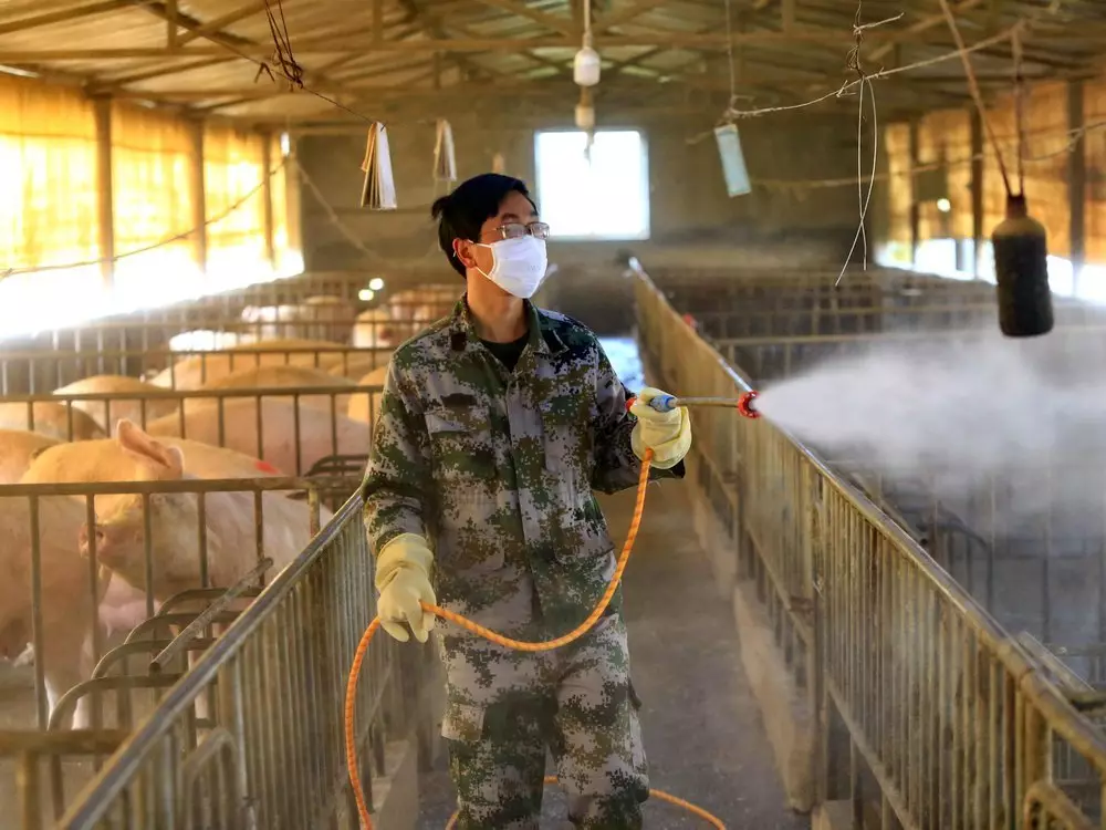 Galur Flu Babi Anyar Sareng Poténsi Pandémik Henteu Nyababkeun Alarm