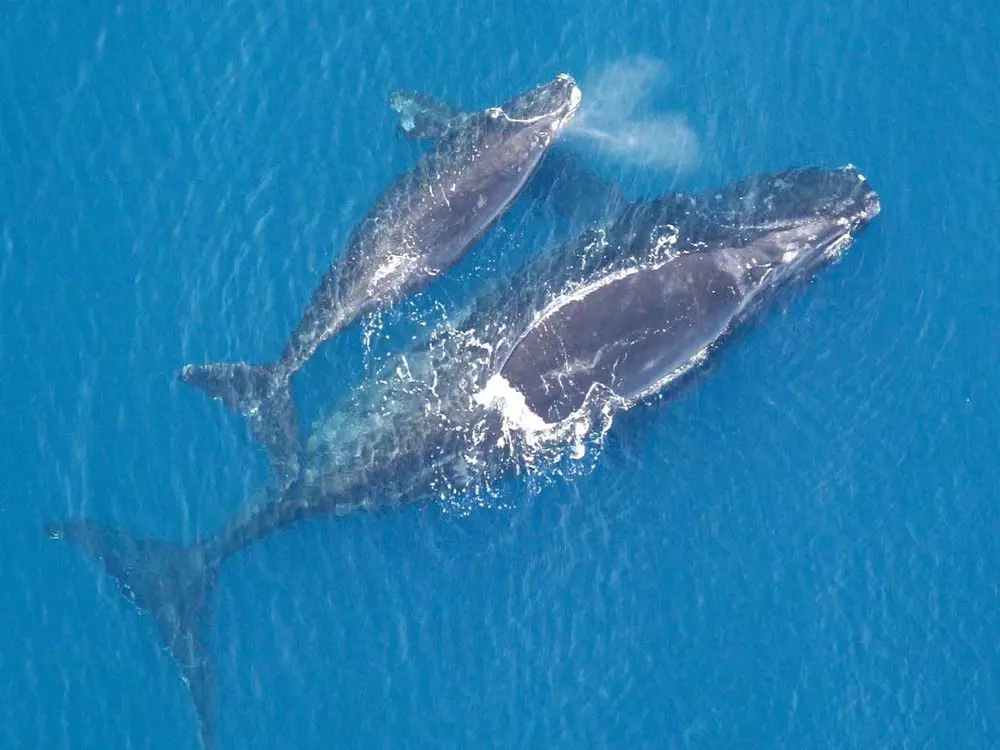 北大西洋のセミクジラの母親とふくらはぎの航空写真