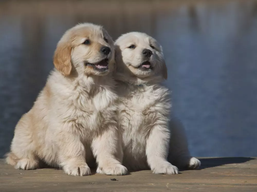 Hund med lågt antal spermier