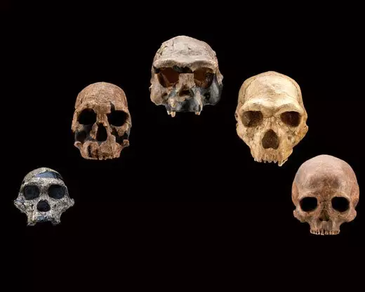 Die frühesten Vorfahren der Menschheitsfamilie 26621_16