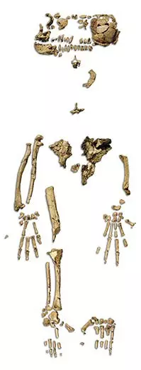 Die frühesten Vorfahren der Menschheitsfamilie 26621_2
