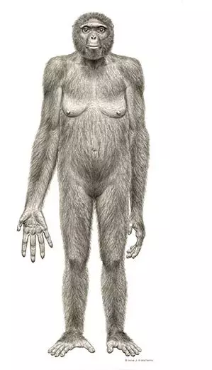 Die frühesten Vorfahren der Menschheitsfamilie 26621_3