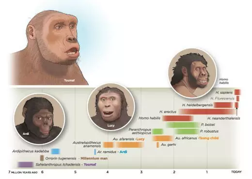 Die frühesten Vorfahren der Menschheitsfamilie 26621_9