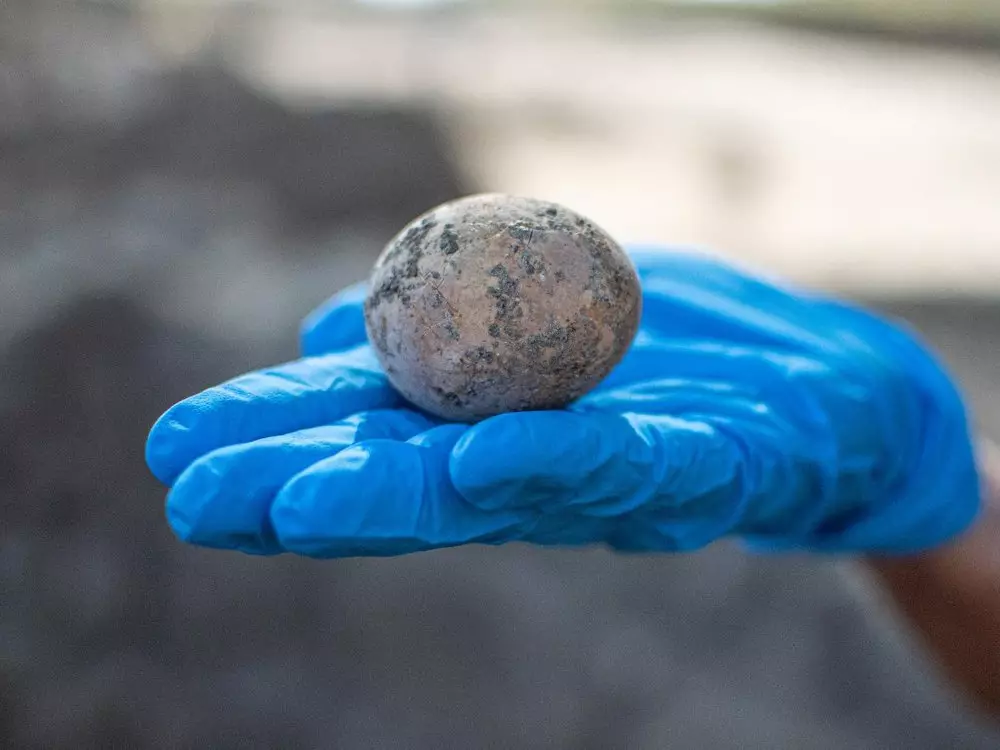 Huevo de gallina intacto encontrado en Israel