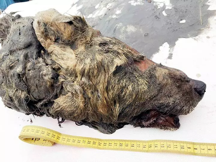 在西伯利亚永久冻土中发现了一个保存完好的 32,000 年前的狼头