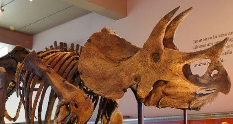 A Triceratops am Natural History Museum vu Los Angeles.