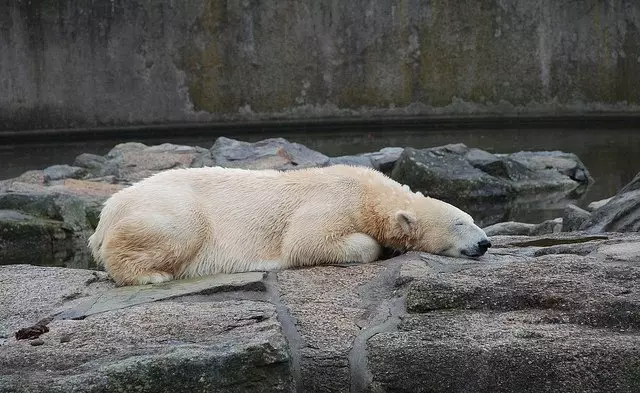 L'ours polaire du zoo remercie Zebra pour le virus mortel de l'herpès