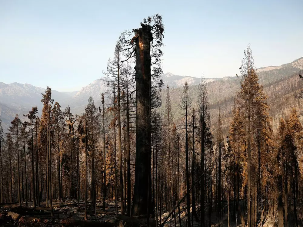 Satu Sequoia raksasa dipenggal (gambar tengah), batang atas dan cabang-cabangnya berserakan di dasarnya dalam tumpukan kusut di 530 hektar hutan Alder Creek milik pribadi