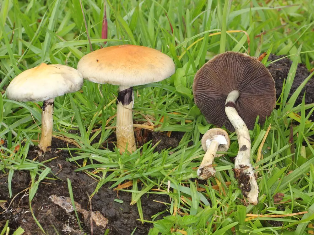 Des scientifiques découvrent le mystérieux composé chimique des champignons magiques