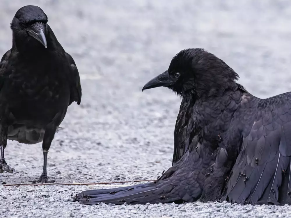 Un corvo mira dende o lado esquerdo da imaxe mentres outro corvo se agacha no chan, as ás estendidas coma unha capa mentres decenas de formigas trepan polas súas plumas.