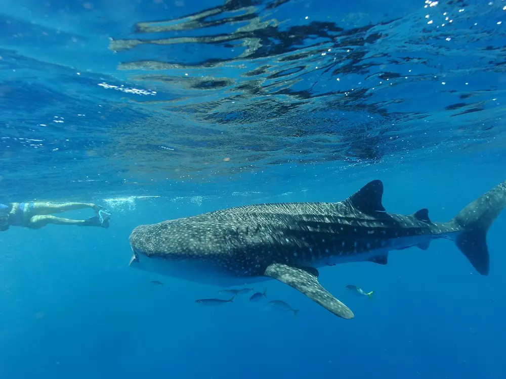 Whale shark kasama ang isang turista, Australia, 2012