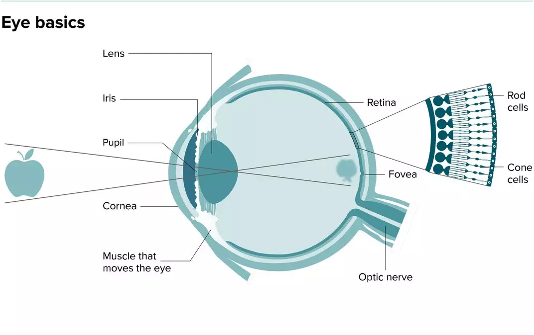 Diagrama de olho