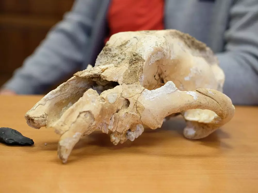 A skull of a small cave bear resting on a wooden table 