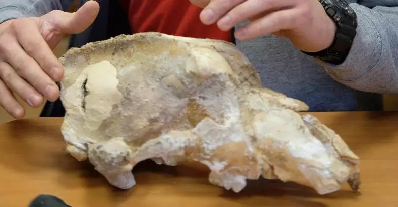 A close up of the small cave bear skull showing the gash towards the back of the skull