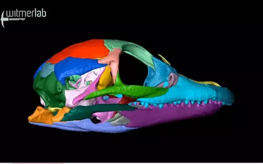 Blog Carnaval #31 : Terre antique, mal de dents le plus ancien du monde, dinosaures ventrus et bien plus encore