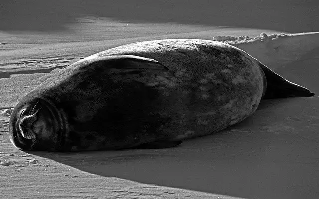 A Weddell Seal sunbathes cedhak Segara Ross Antartika.
