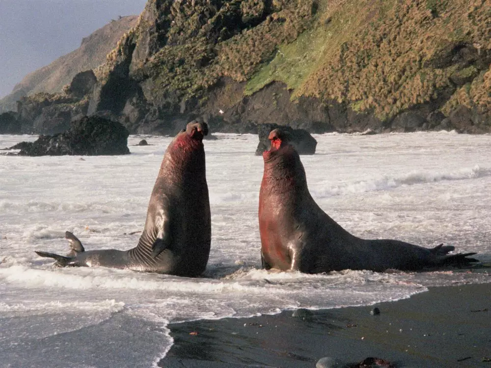 MacquarieIslandElephantSeal.jpeg