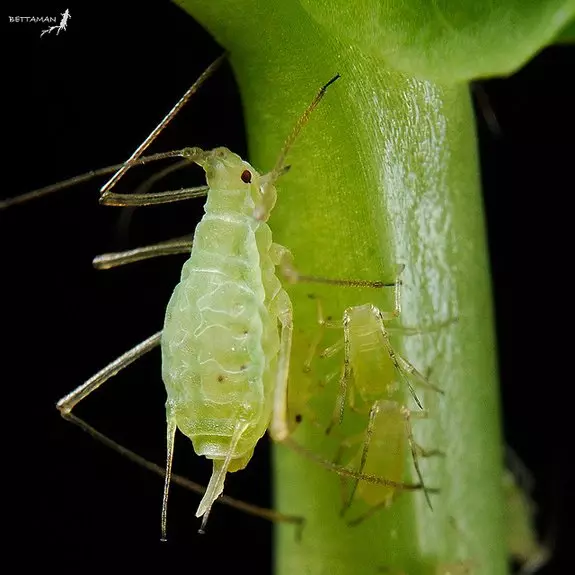 Ce puceron du pois pense que c'est une plante