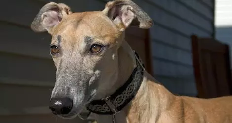 Une nouvelle étude montre que les chiens utilisent la vision des couleurs après tout