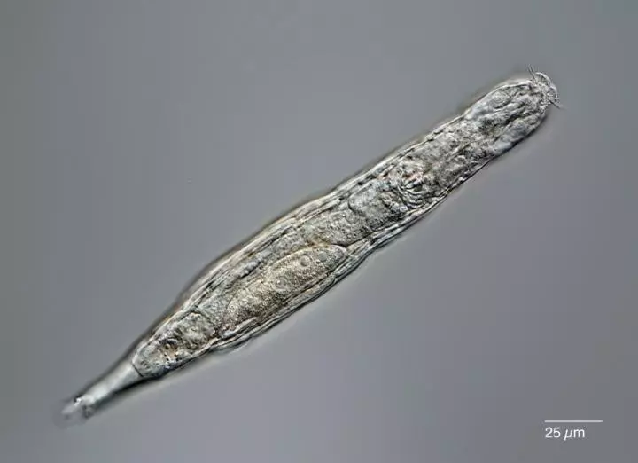 Rotifer viđen pod mikroskopom