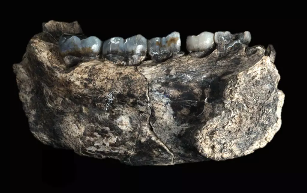 Rijetka fosilna čeljusna kost