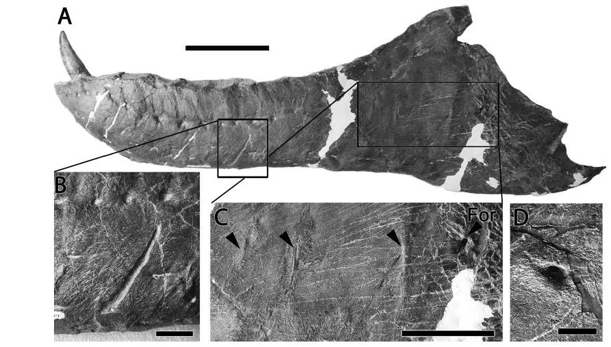 Ni ibiki Imvune za Albertosaurus Zivuga?