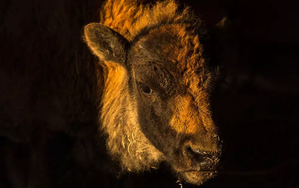 Wenn die Bisons zurückkehren, wird sich ihr Lebensraum erholen?