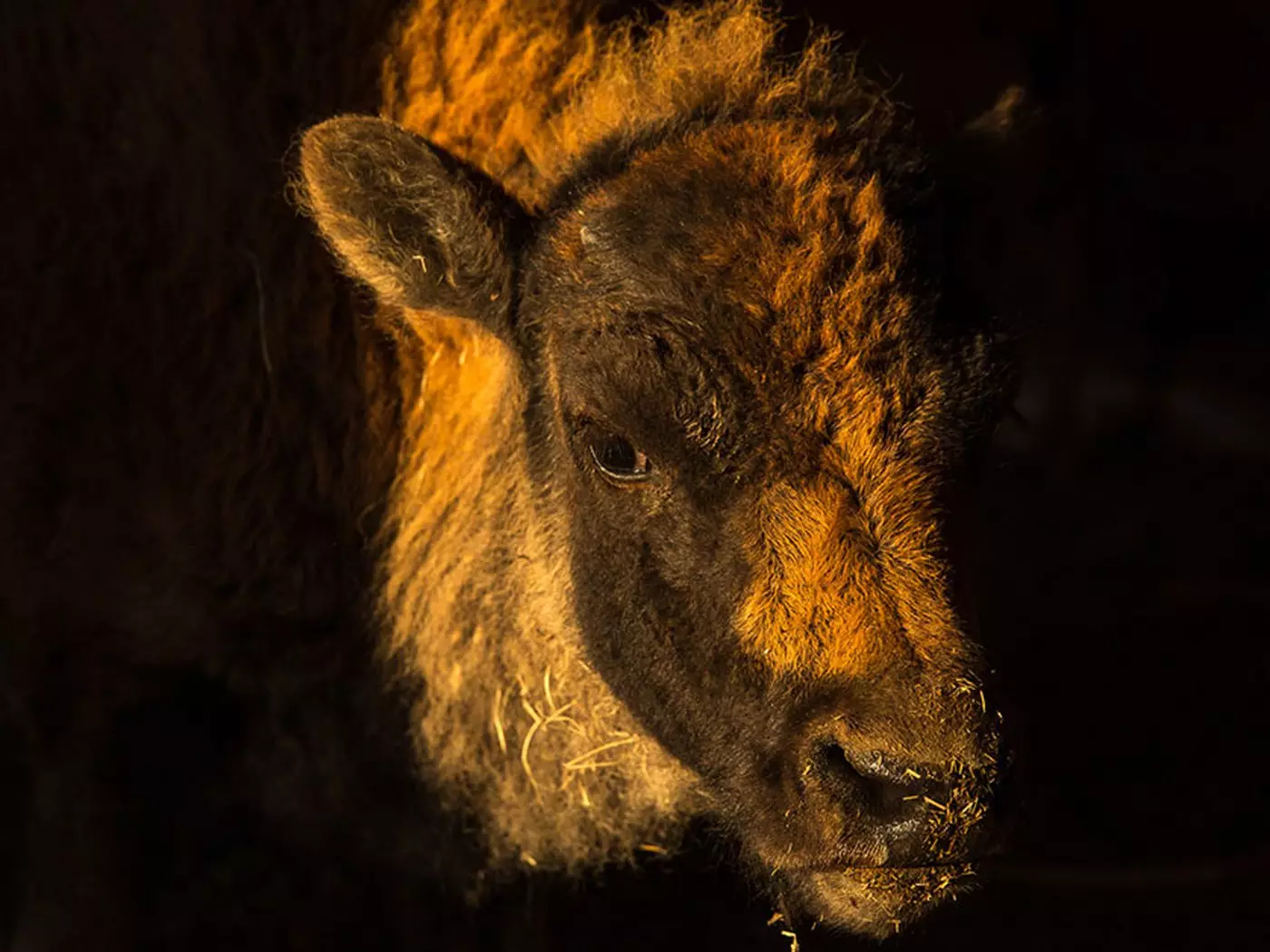 Kung Mobalik ang Bison, Mobalik Ba ang Ilang Puy-anan? 26914_1