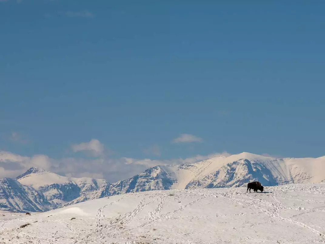 Bison i snö