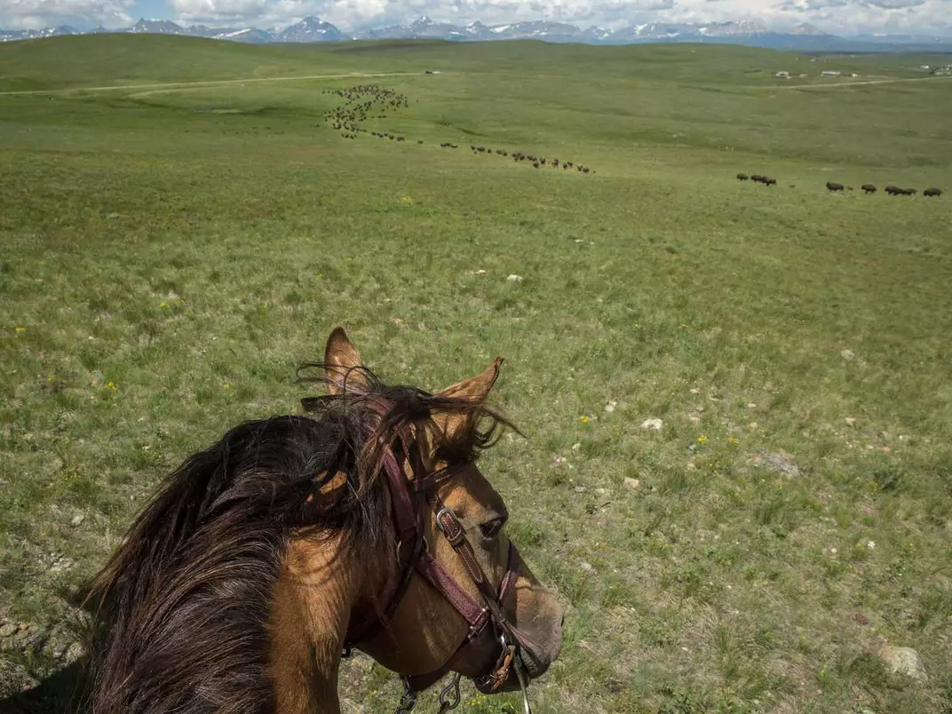 Horse and Bison