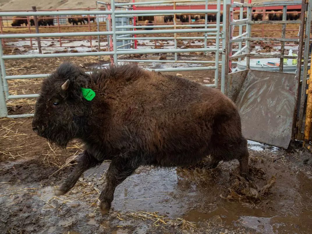 Bison Calf