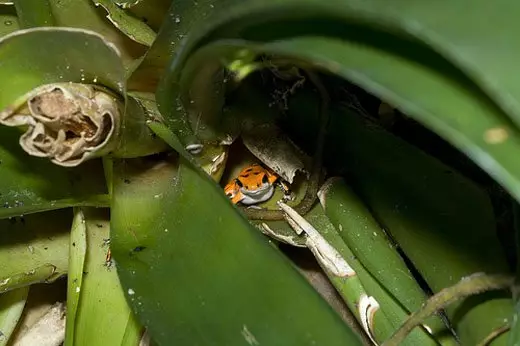 Die Reise einer Mutter: Wie Erdbeerpfeilfrösche im Smithsonian National Zoo geboren werden