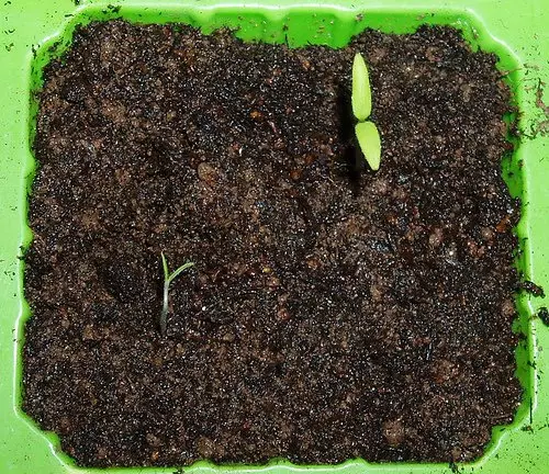 É um tomate! O Milagre da Vida, Edição Plant