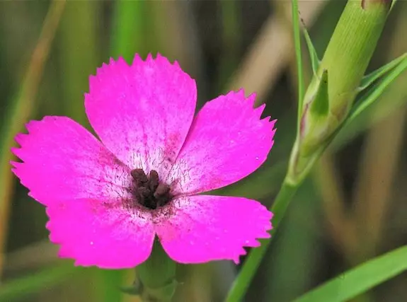 Wildflowers Can Get STDs, And This App Wants You to Help Track One