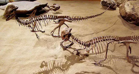 Otu ụzọ Stegoceras na ngosi na Royal Tyrrell Museum, Alberta, Canada.