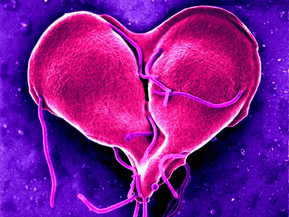 Giardia Cell