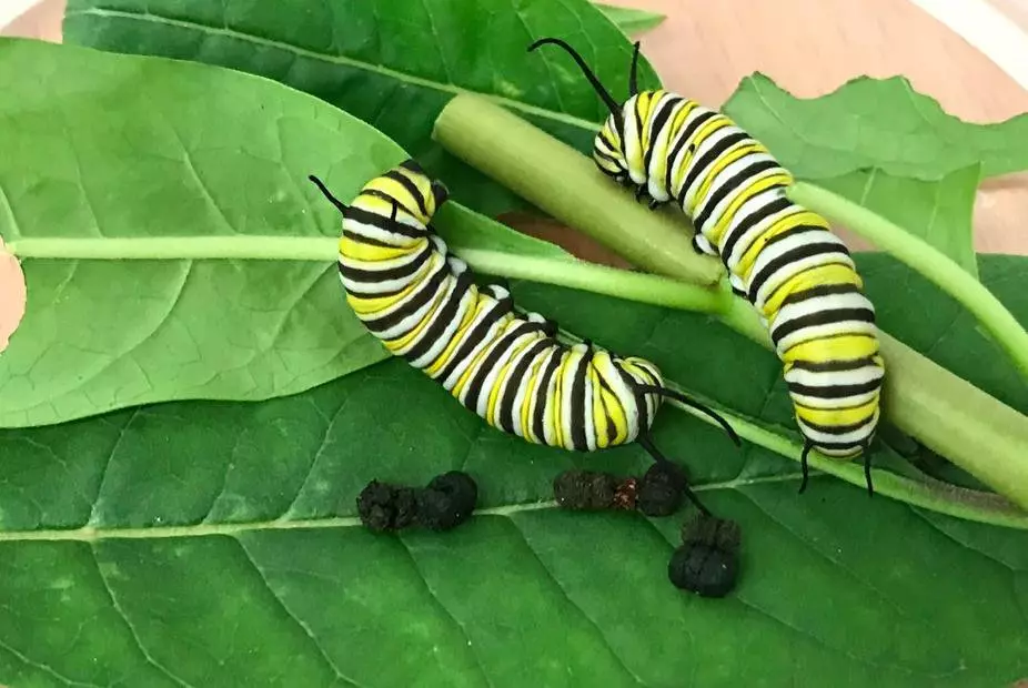 Caterpillars Monarch nyoco dina daun milkweed jeung muterna beungeut maranéhanana (dicokot di fasilitas laboratorium).