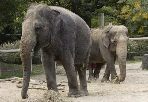 Nazzjonali-Zoo-Elephants01.JPG