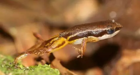 Një teknologji e re mund të analizojë nga distanca speciet e një ekosistemi me zërin e saj