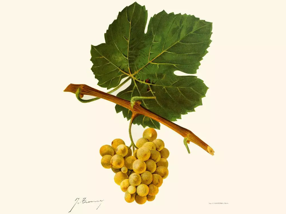 Savagnin խաղող