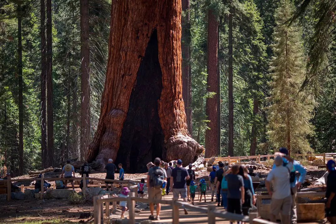 Un arbre de 16 millions d'années raconte une histoire profonde du passage du temps