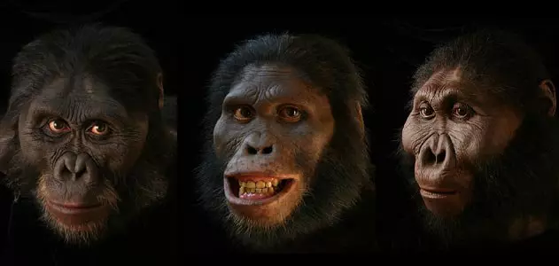 evolution faces