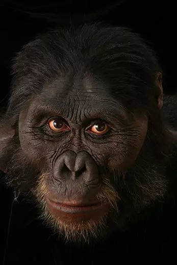 I-Australopithecus afarensis