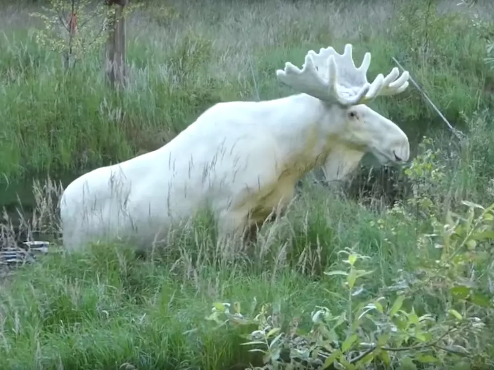 Un orignal d'une blancheur éclatante photographié en Suède