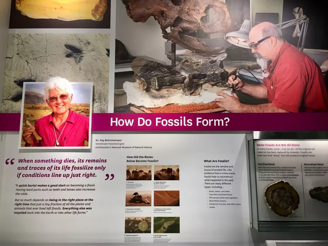 Hoe vorm fossiele?