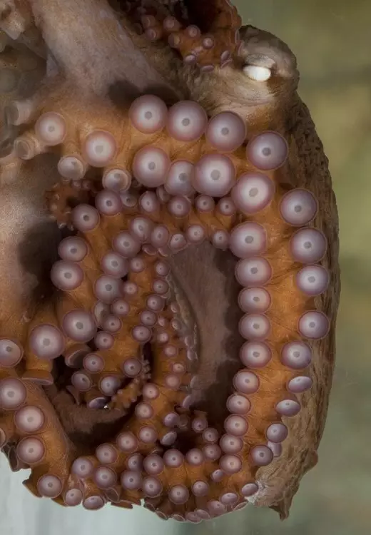 i-octopus.jpg