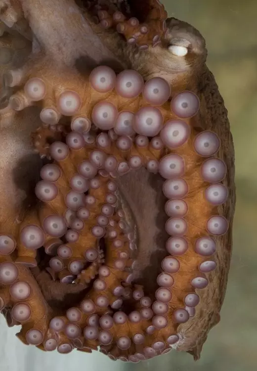 octopus.jpg